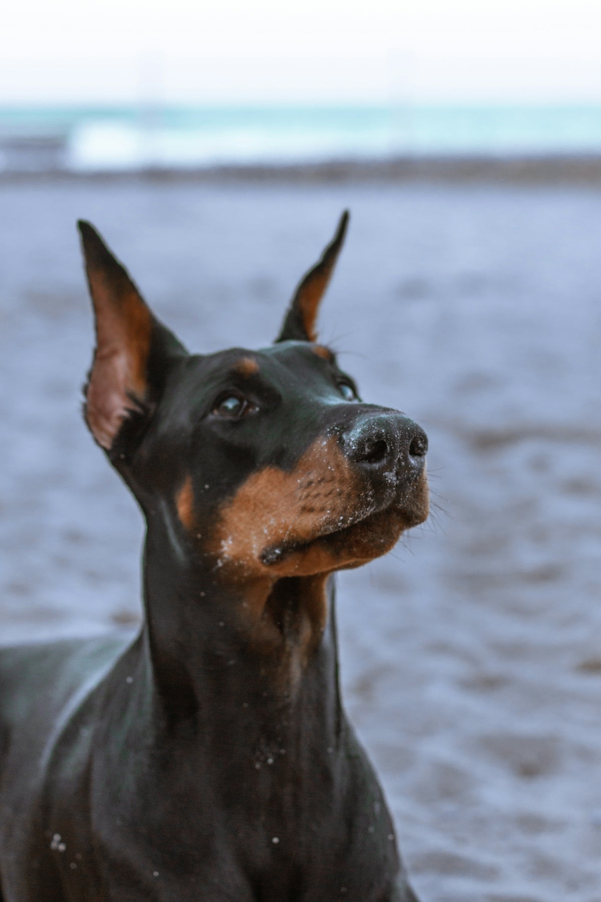 Doberman Pinscher Eğitimi: Evde Başarılı Olmanın İncelikleri – Alpha-Tact