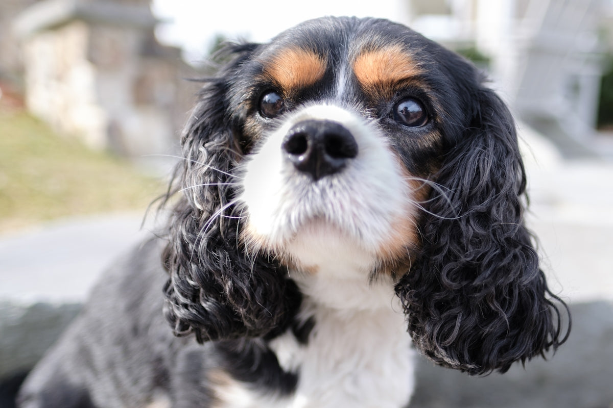 Cavalier King Charles Spaniel’nin Zengin Tarihçesi ve Modern ...