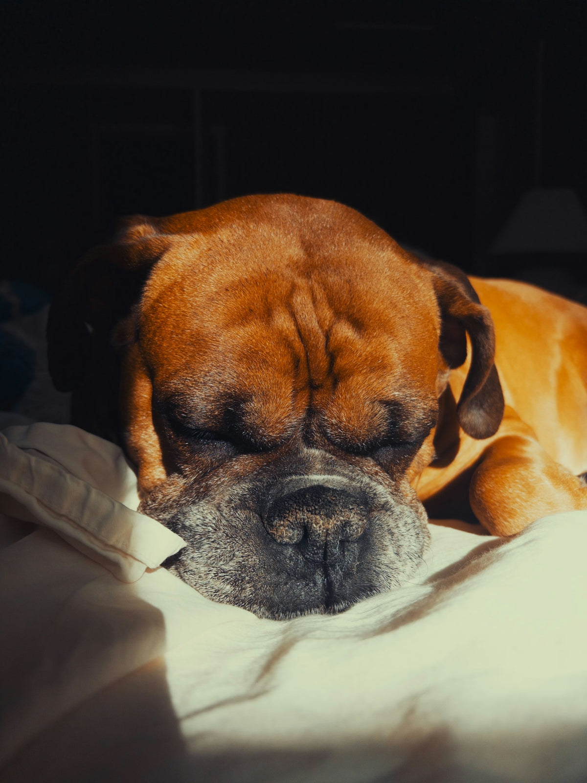 Boxer ve Bernese Mountain Dog: Enerjinizi Korumanın Yöntemleri – Alpha-Tact